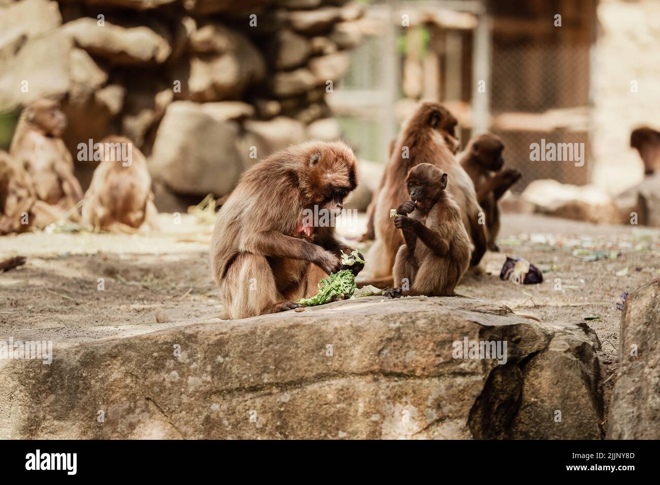 group of monkeys sit on a rock and eating vegetables in their natural ...