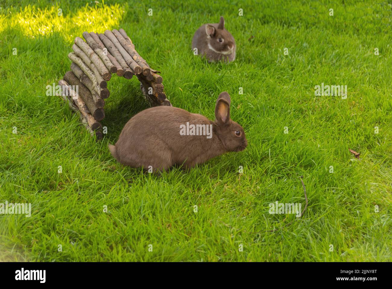 Park with rabbits hi-res stock photography and images - Alamy