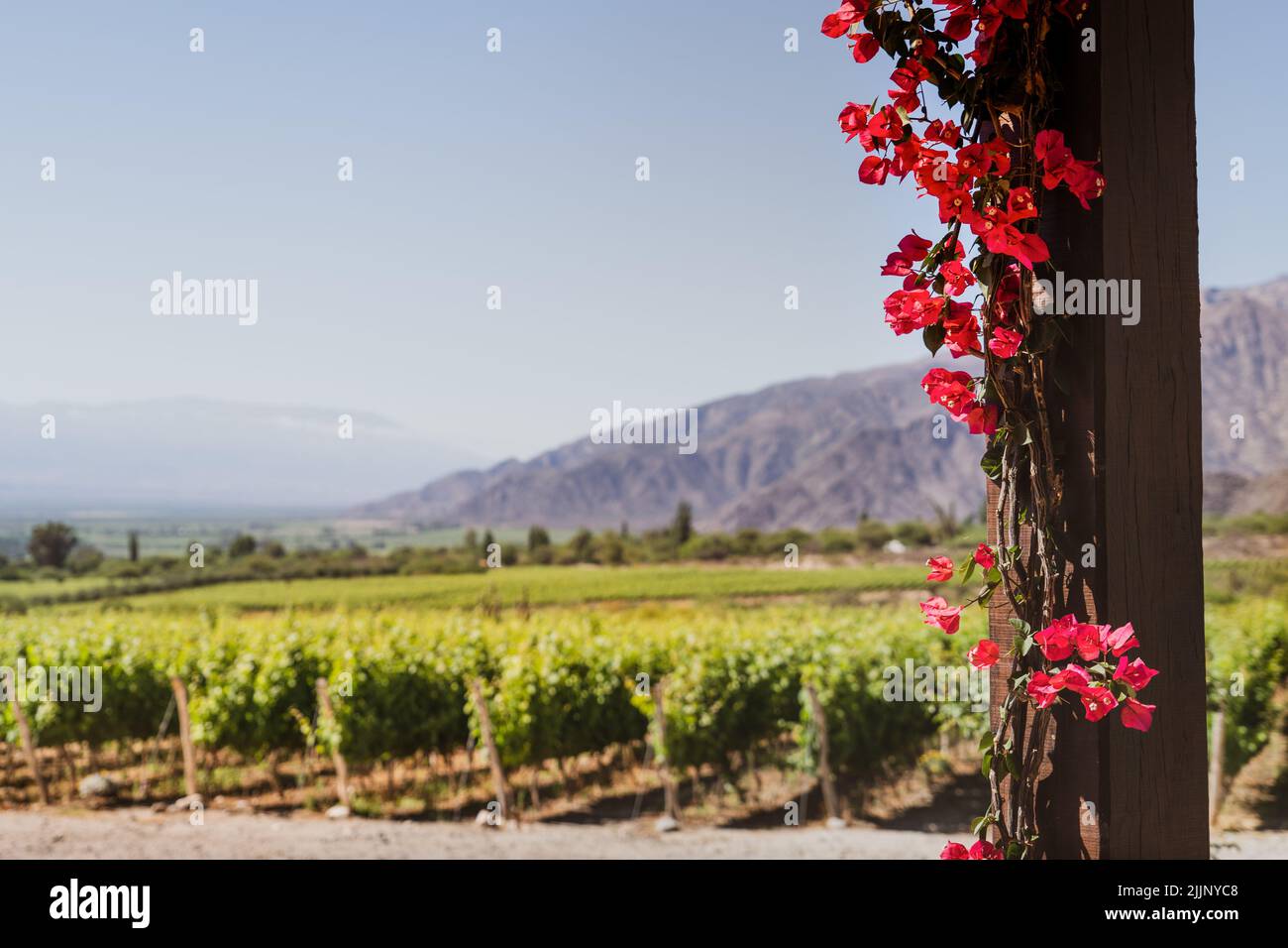 Beautiful view vineyard hi-res stock photography and images - Alamy