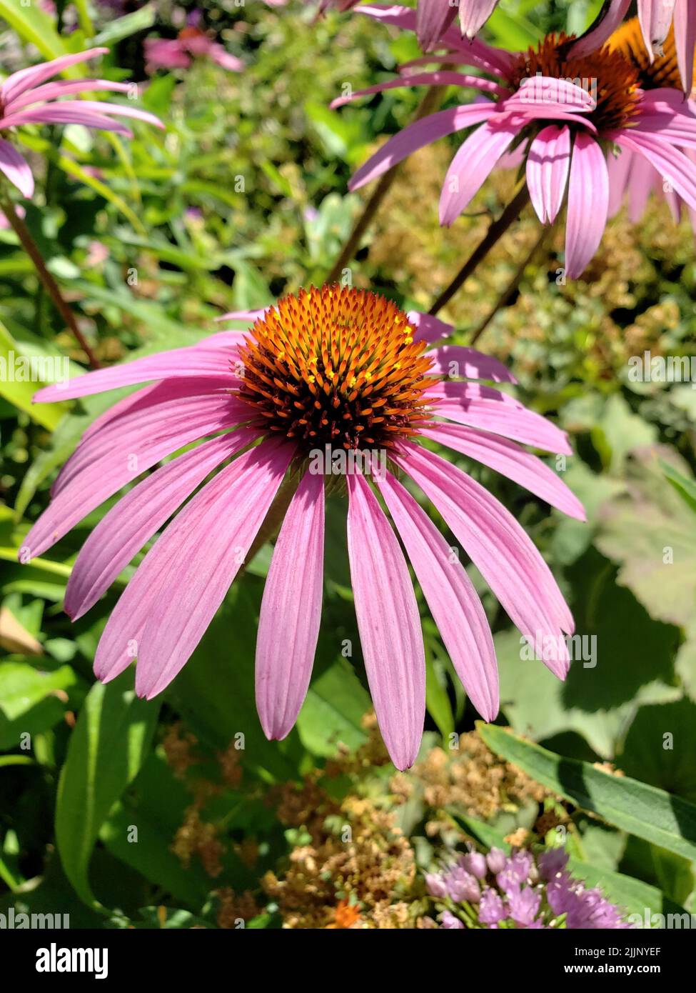 A selective of a eastern purple coneflower (Echinacea purpurea) in a ...
