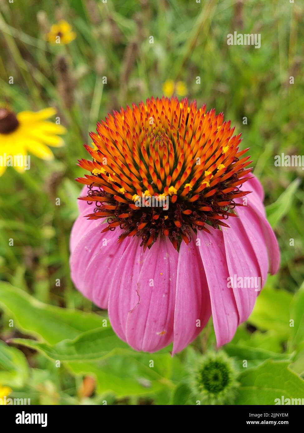 A selective of an eastern purple coneflower (Echinacea purpurea) in a ...