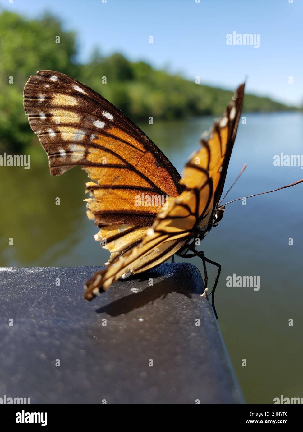A selective of a butterfly with half wings near a lake Stock Photo - Alamy