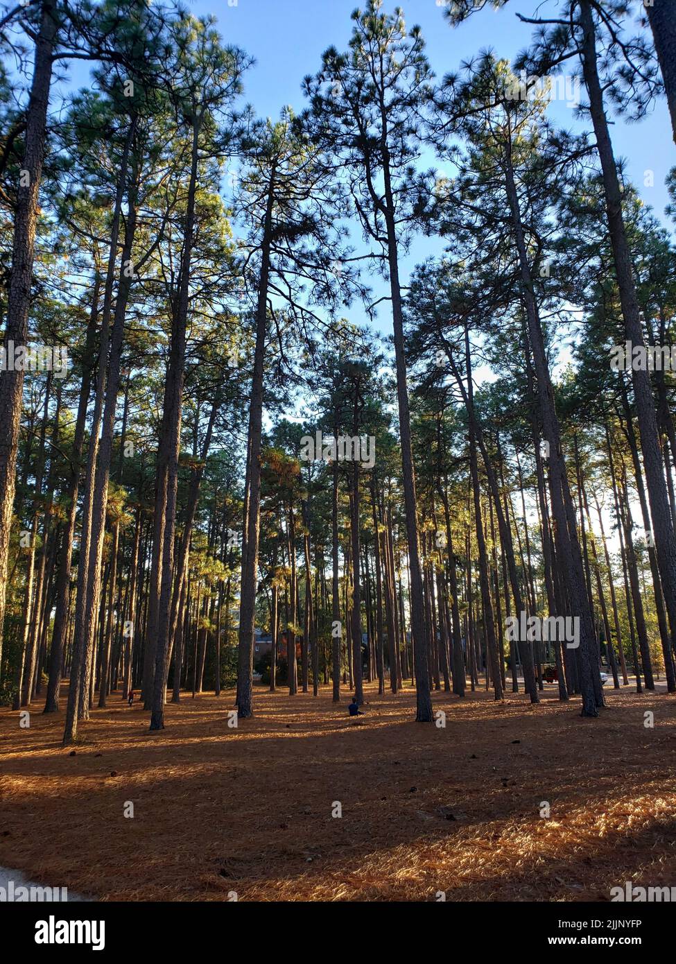 Dense forest landscape hi-res stock photography and images - Alamy