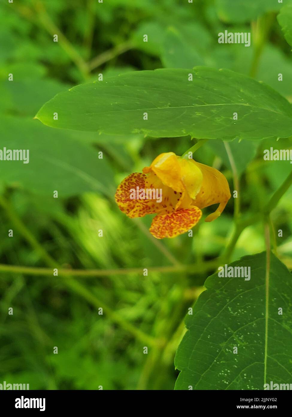 A selective of a spotted touch-me-not (Impatiens capensis) flower in a ...