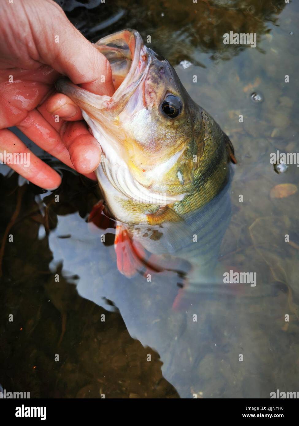 A vertical closeup of the hand holding a European perch. Perca ...