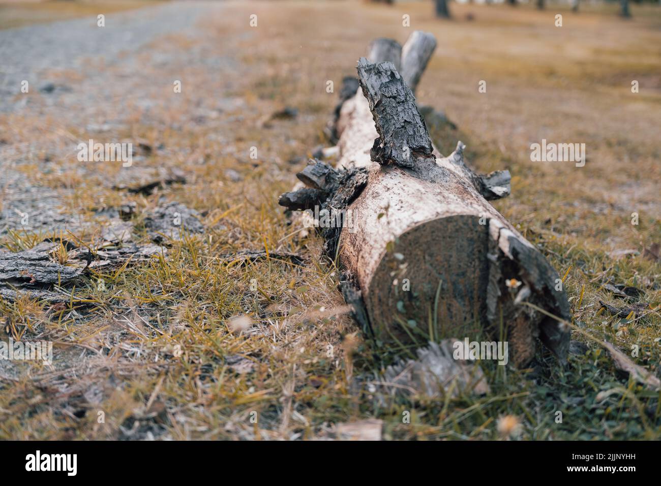 Dropped tree hi-res stock photography and images - Alamy