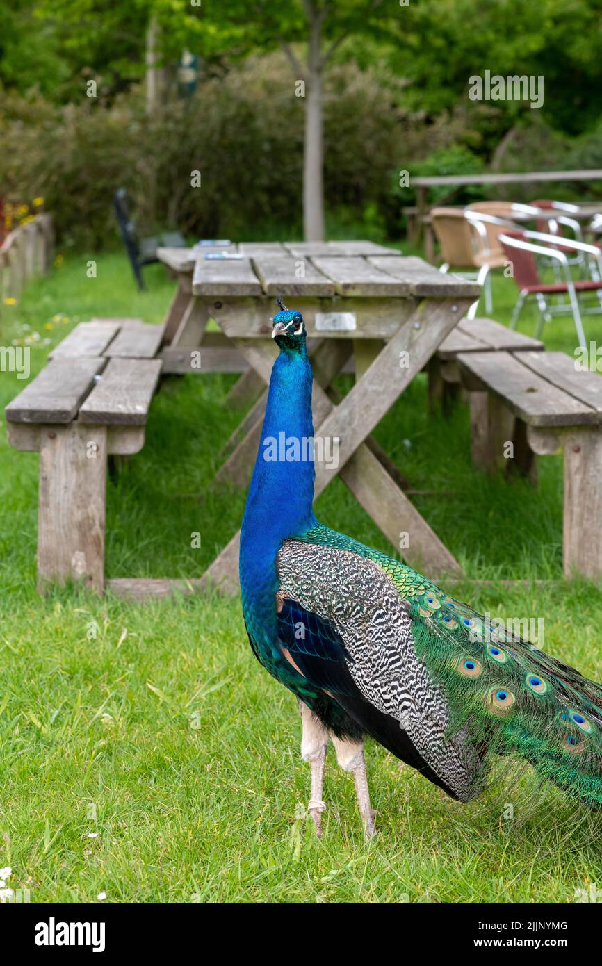 Portrait of a peacock (pavo cristatus) in a picnic area Stock Photo - Alamy