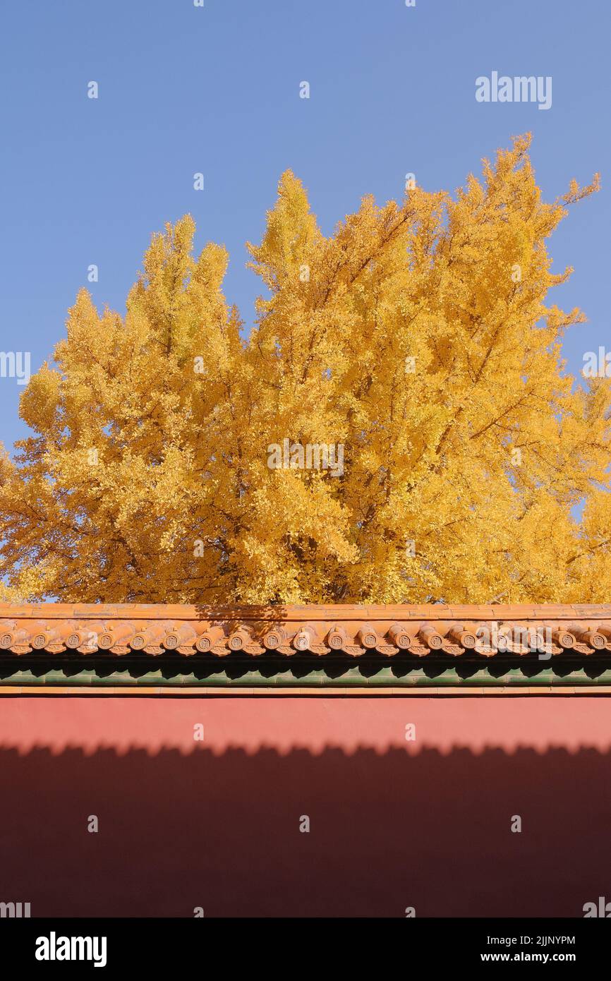 A vertical shot of yellow trees of a tree at The Palace Museum (The ...