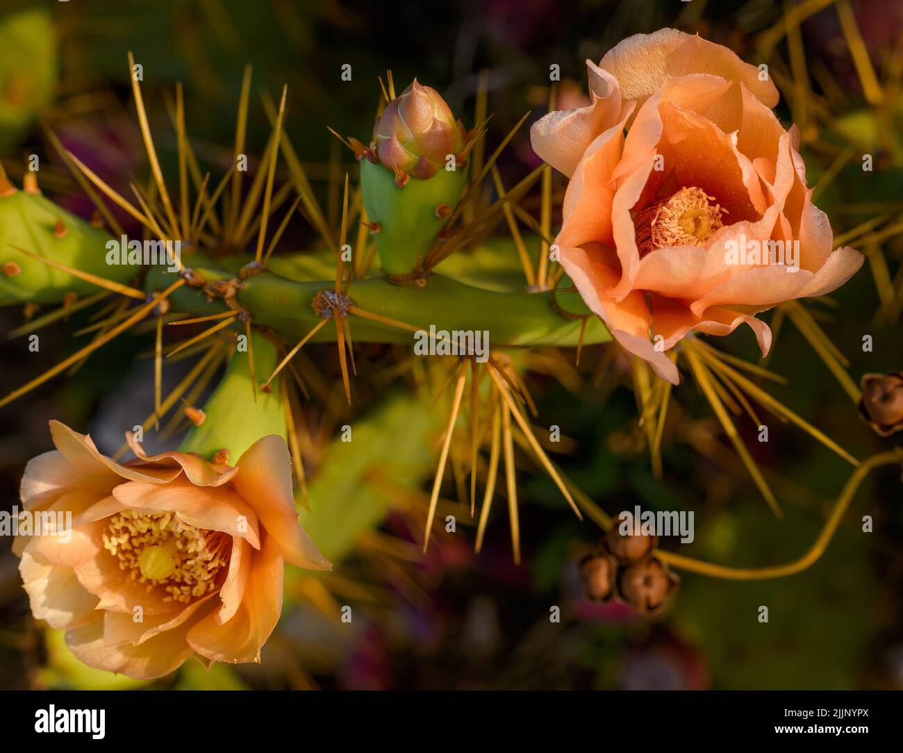 Cuban cactus hi-res stock photography and images - Alamy