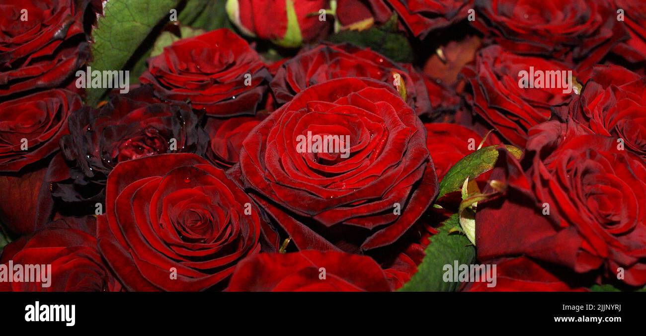 Bouquet of red roses for my beloved Stock Photo - Alamy
