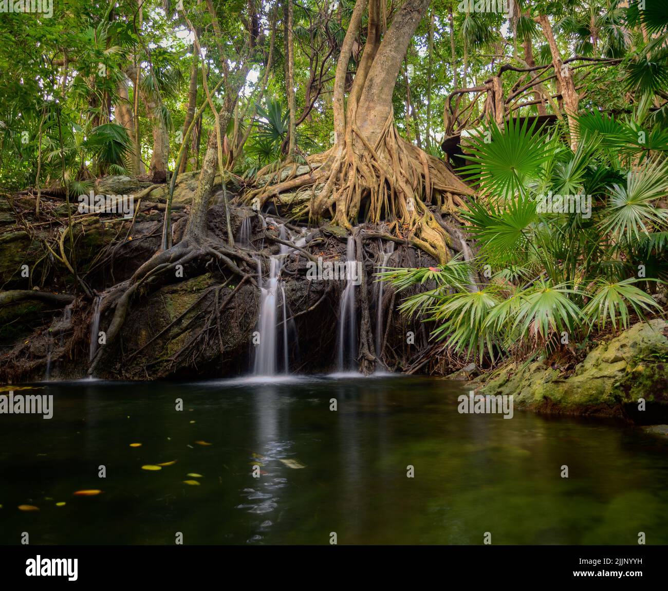 Jungle yucatan hi-res stock photography and images - Alamy