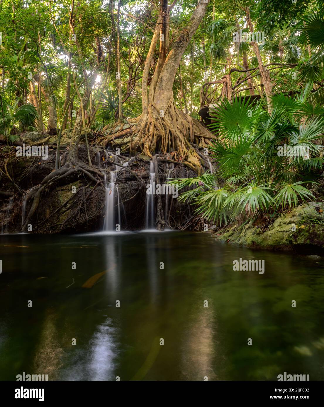 Jungle tree hi-res stock photography and images - Alamy