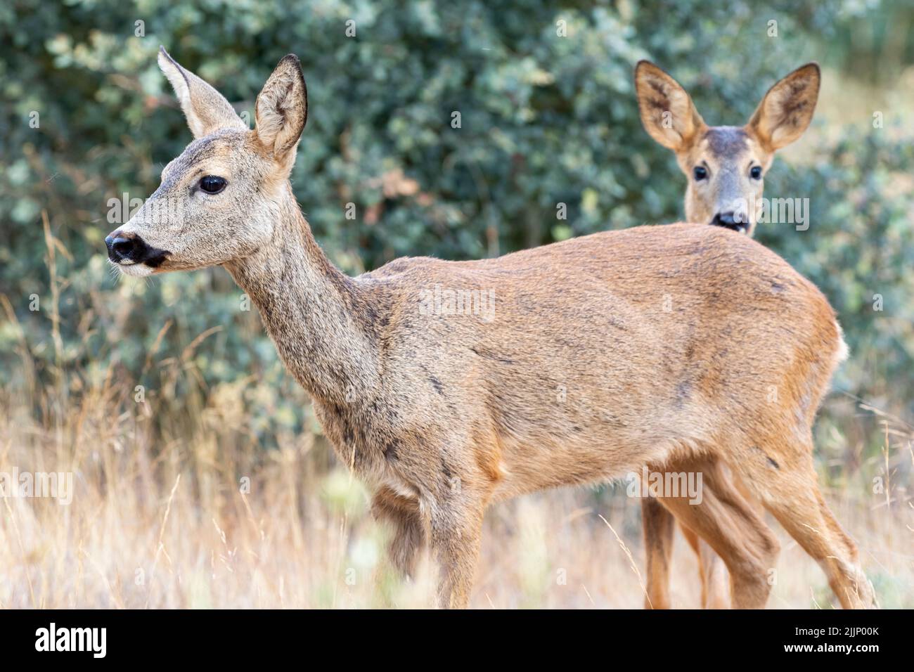 Female roe deer and her baby, Capreolus capreolus, standing in the ...