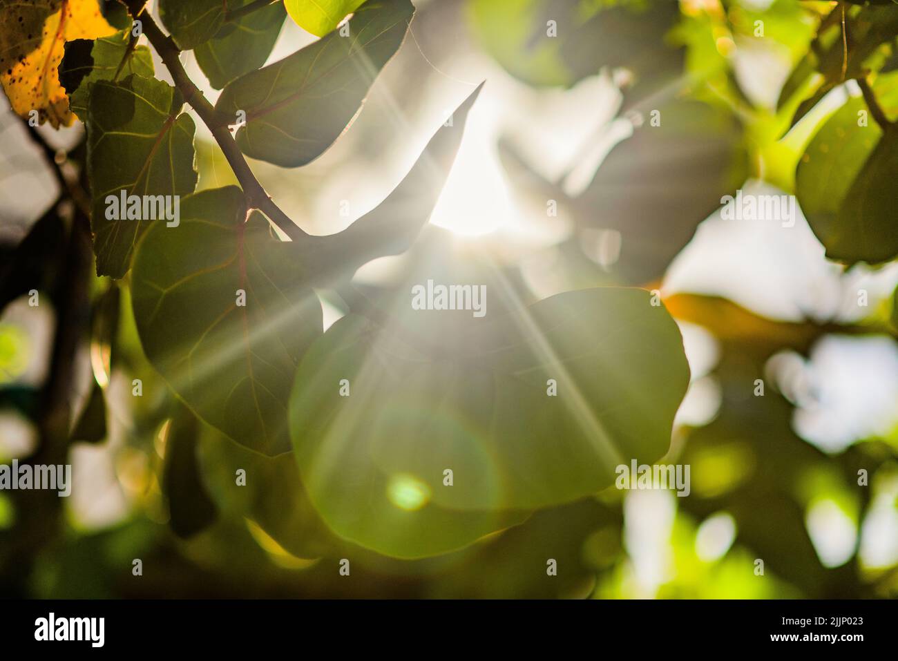 sunrays passing through jungle leaves Stock Photo - Alamy sunrays passing through jungle leaves Stock Photo - Alamy