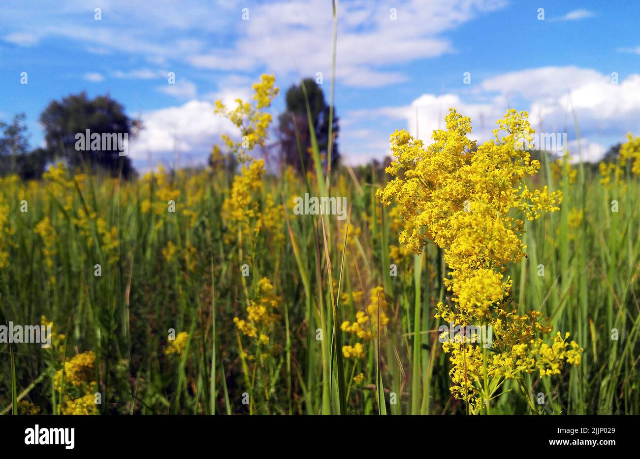 Field with wildflowers in summer in Ukraine Stock Photo - Alamy