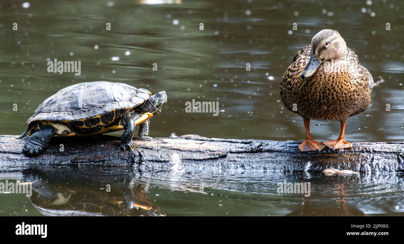 Mallard duck wild turtle in hi-res stock photography and images - Alamy