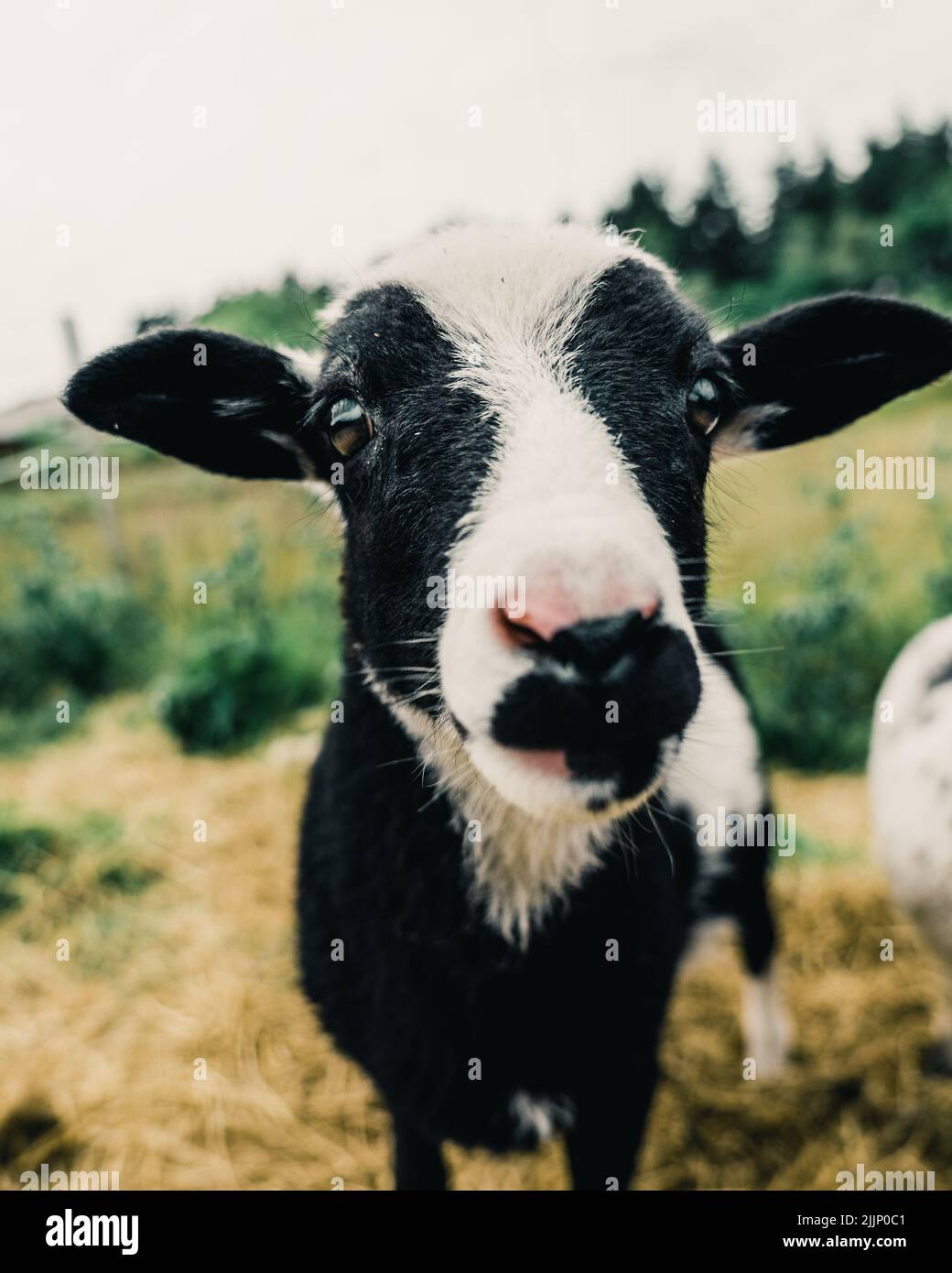 Vertical black white closeup hi-res stock photography and images - Alamy