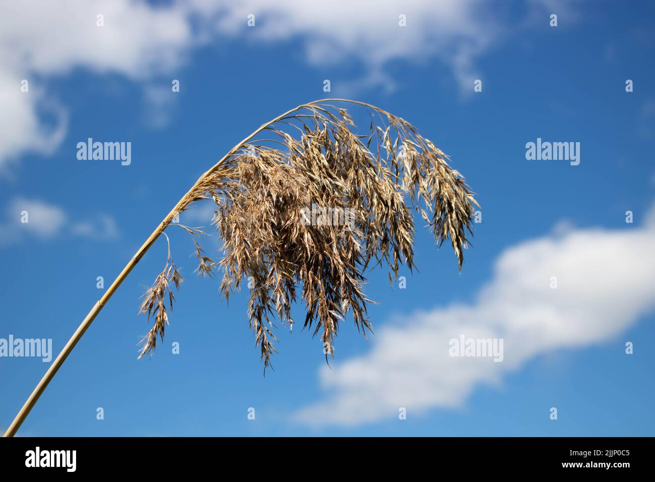 A close-up photo of a dry reed branch against a blue sky background ...