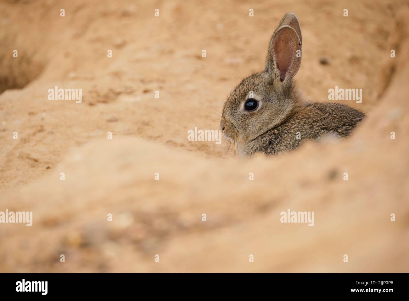 Adorable desert cottontail hiding behind sandstone formation on sunny ...