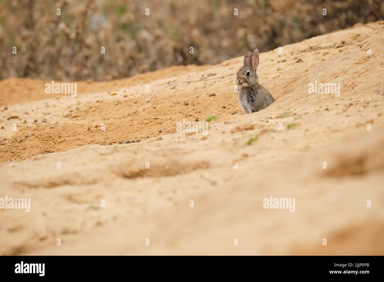 Adorable small hi-res stock photography and images - Alamy