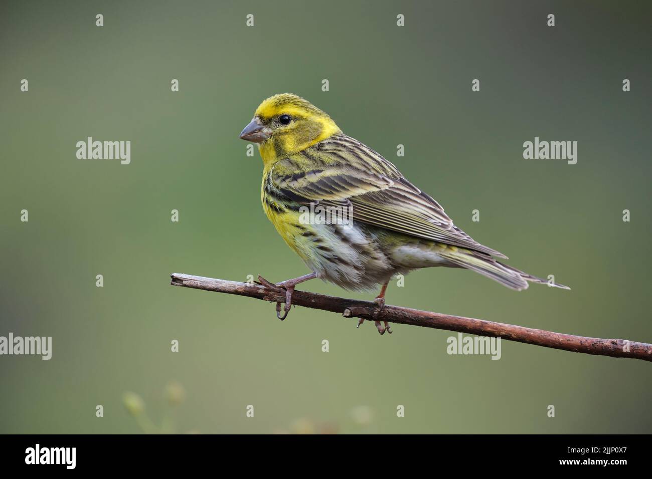 Cute European serin bird with yellow and gray feathers sitting on thin ...