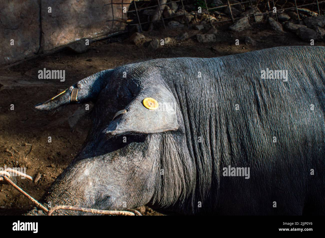 Boar in cage hi-res stock photography and images - Alamy