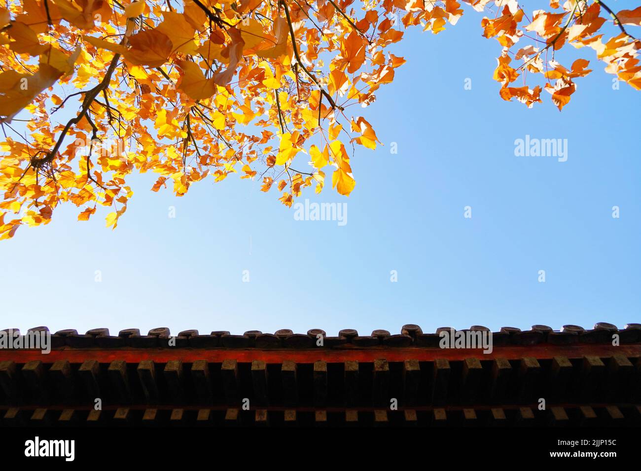 A low angle shot of the colorful leaves above the roof, autumn scenery ...
