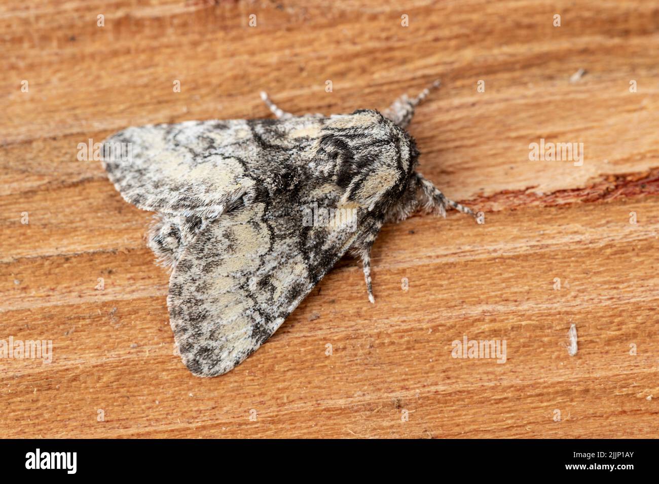 From above raphia hybris moth with gray ornament on wings crawling on ...