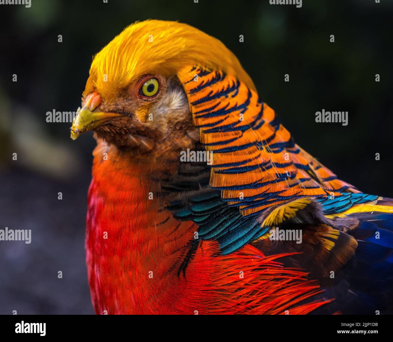 Profile portrait bird hi-res stock photography and images - Alamy