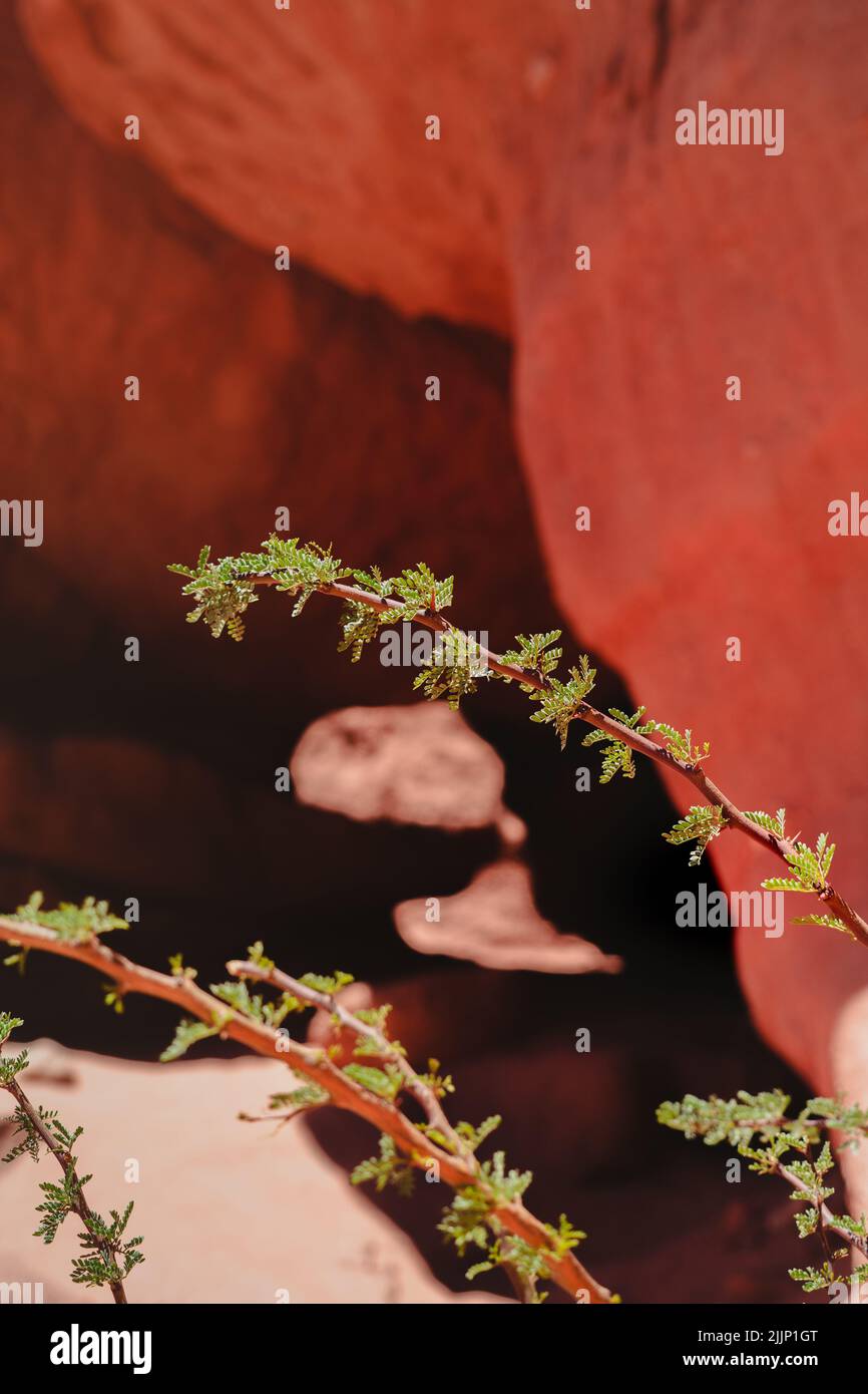 Red sandstone sand stone hi-res stock photography and images - Alamy