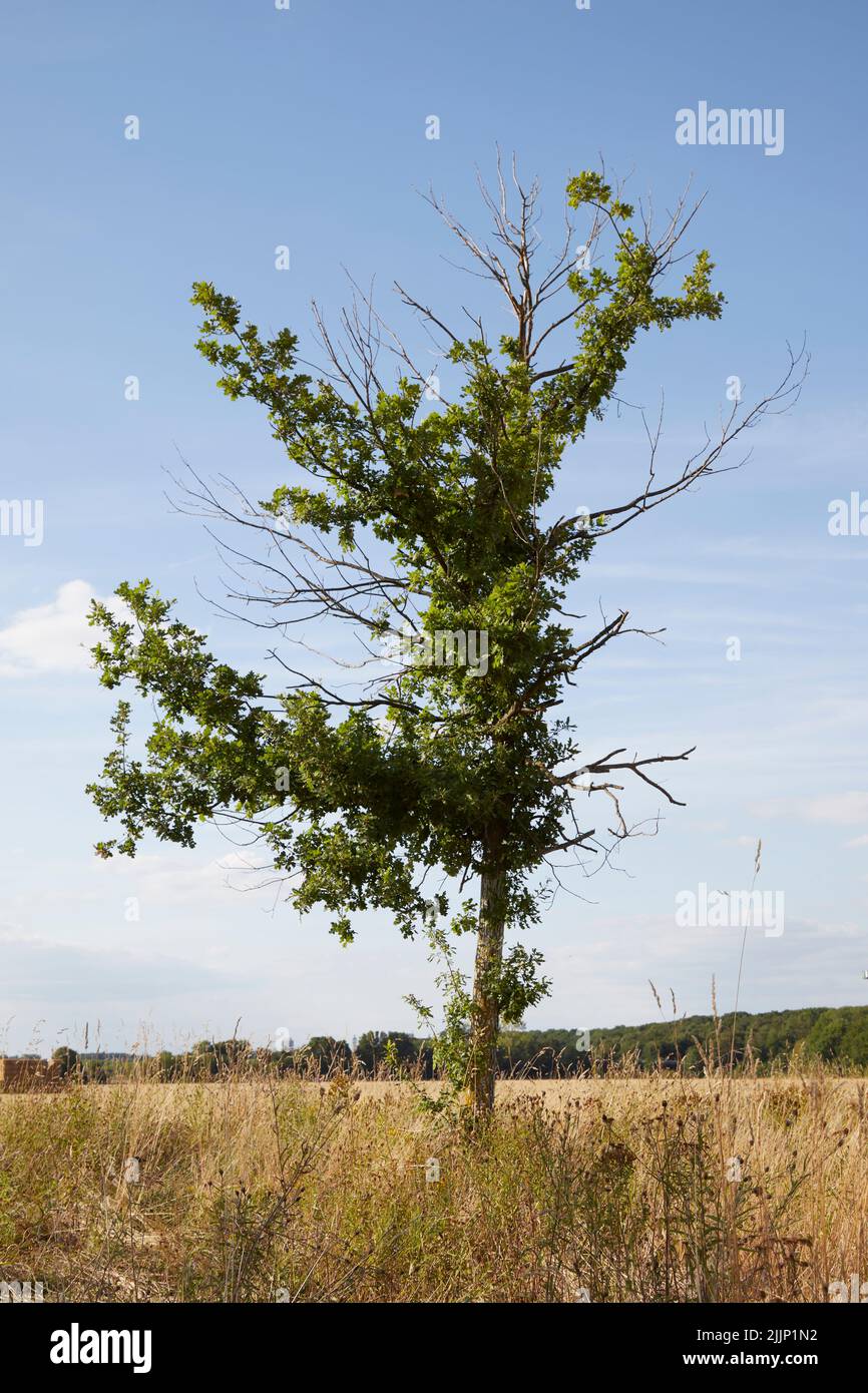Young oak tree blue hi-res stock photography and images - Alamy