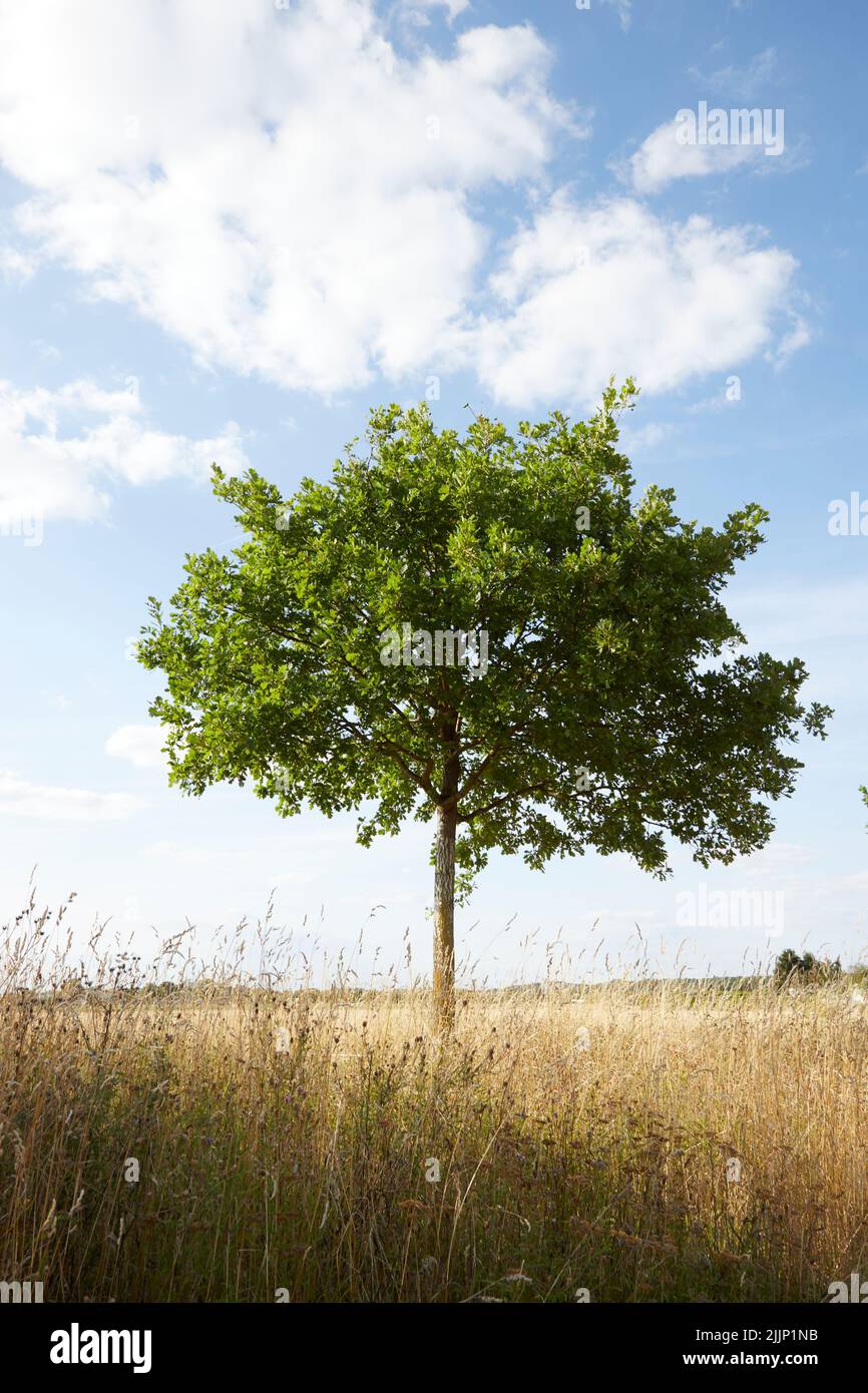 Young oak tree blue hi-res stock photography and images - Alamy