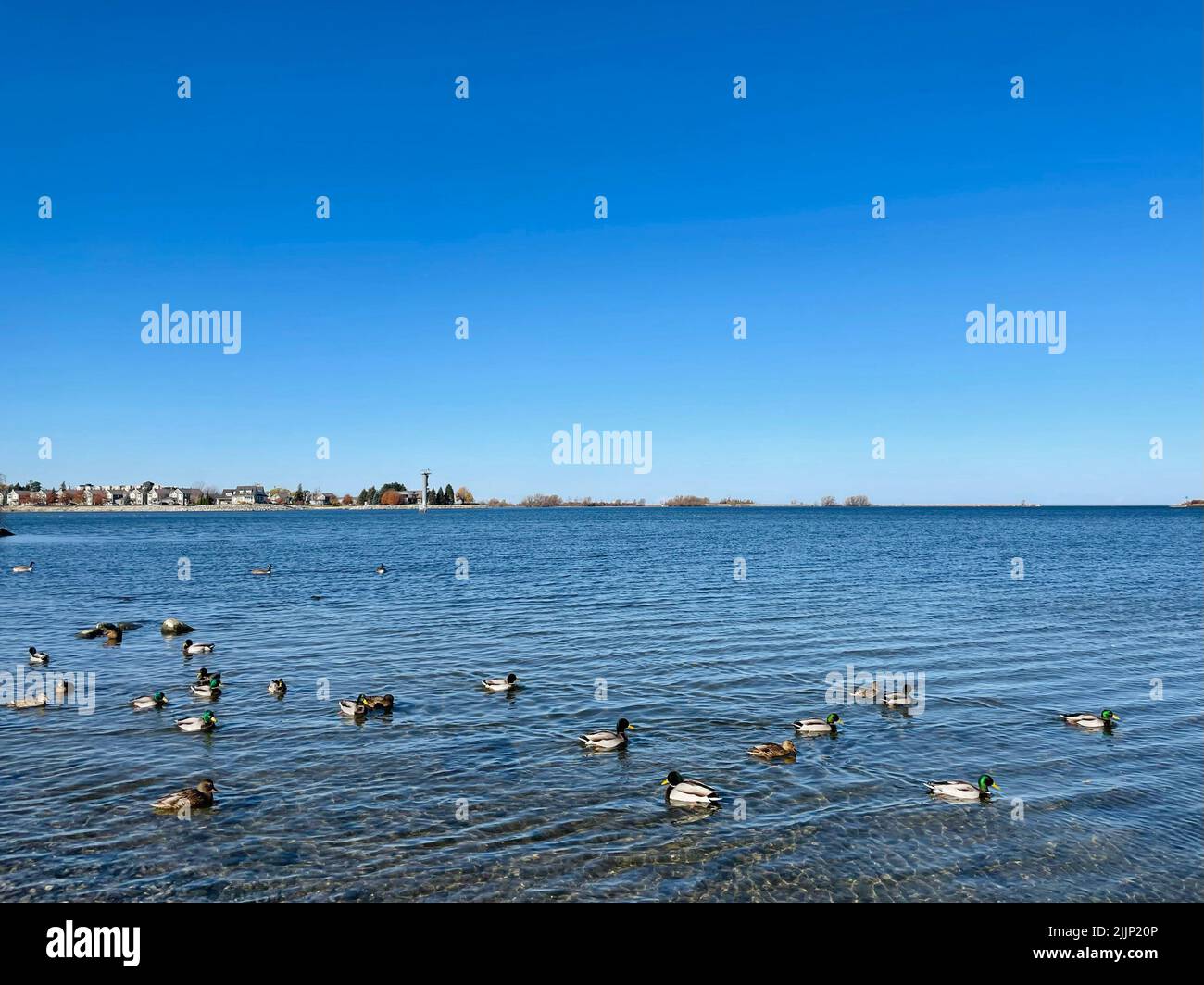 A view of the multiple mallard ducks swimming in the lake on a sunny ...