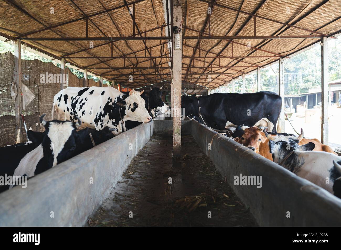 A view of beautiful cows resting under cow shed Stock Photo - Alamy