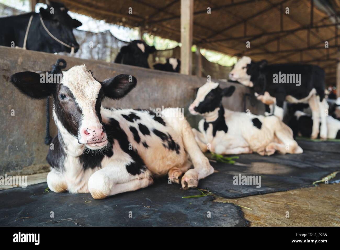 A view of beautiful cows resting under cow shed Stock Photo - Alamy