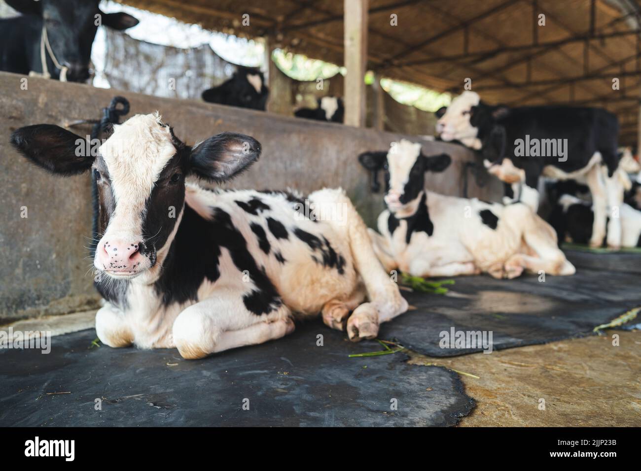 A view of beautiful cows resting under cow shed Stock Photo - Alamy