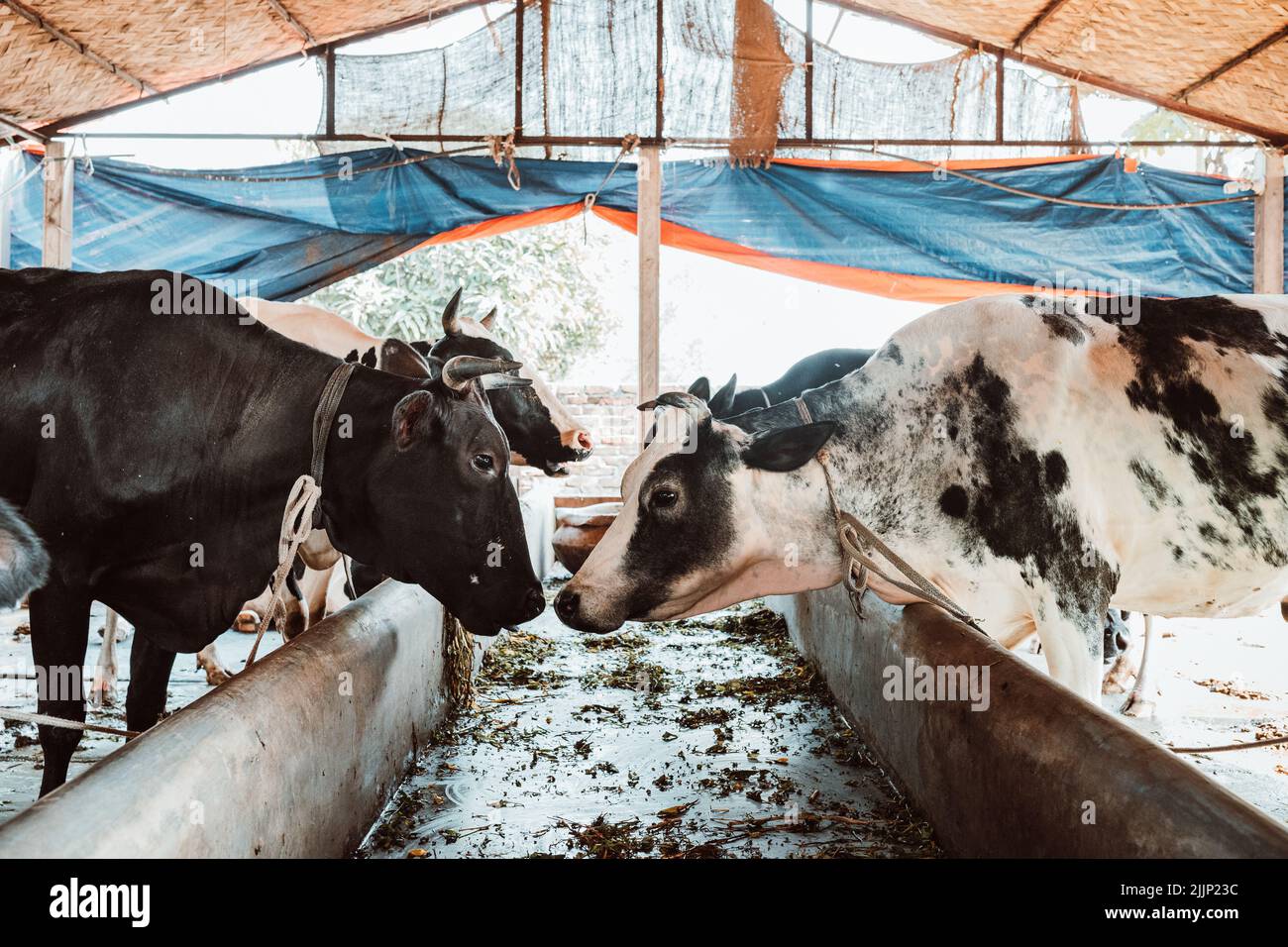 A view of beautiful cows resting under cow shed Stock Photo - Alamy