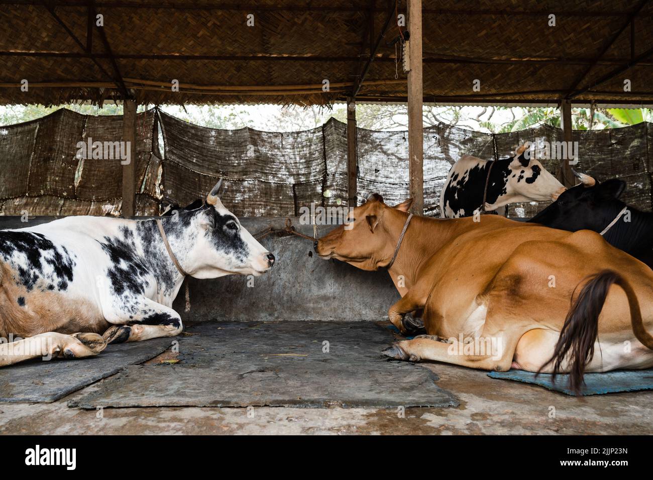 A view of beautiful cows resting under cow shed Stock Photo - Alamy