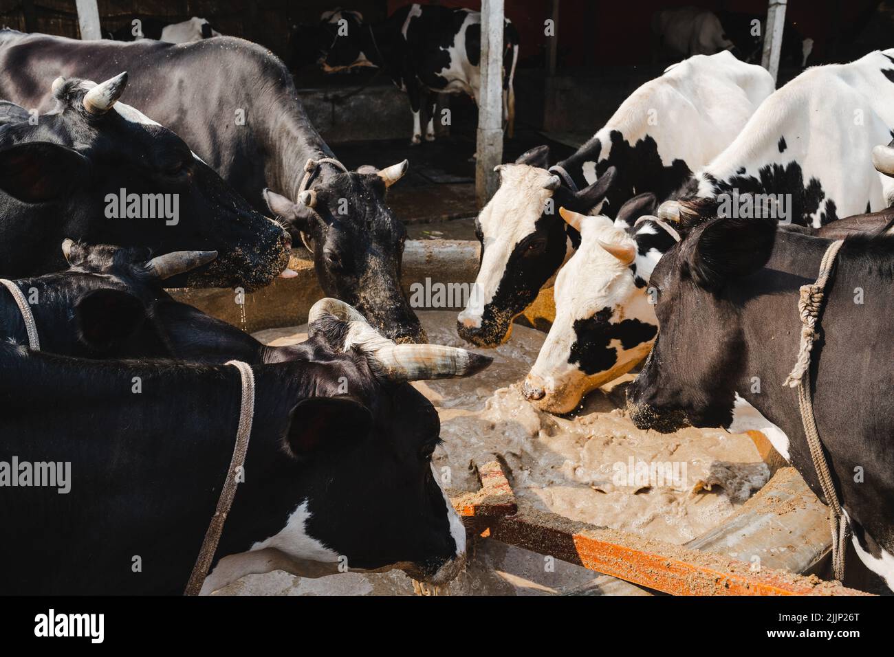 A view of beautiful cows resting under cow shed Stock Photo - Alamy