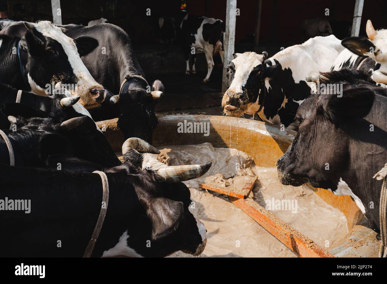 A view of beautiful cows resting under cow shed Stock Photo - Alamy