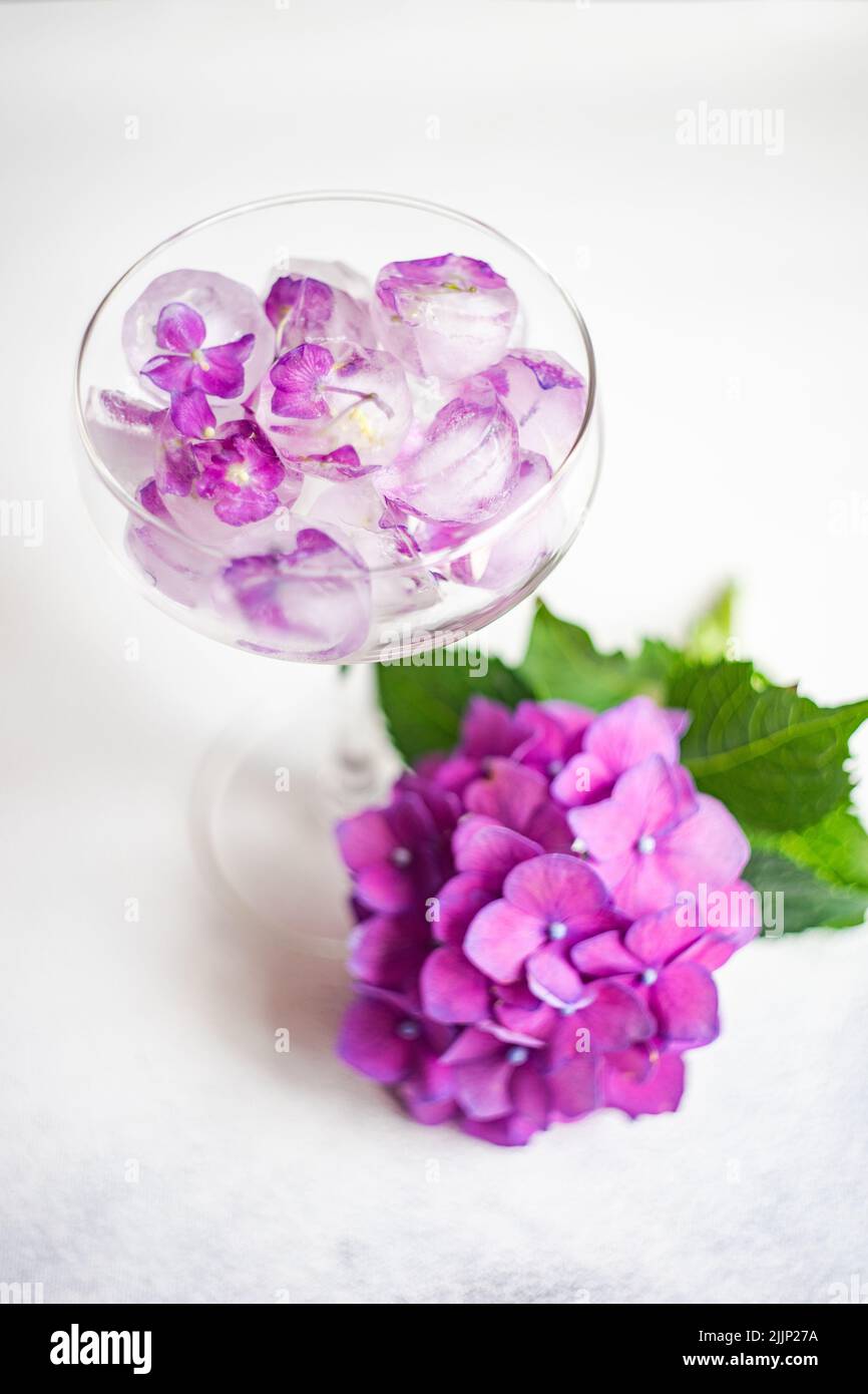 Champagne coupe glass filled with hydrangea flower ice cubes Stock ...