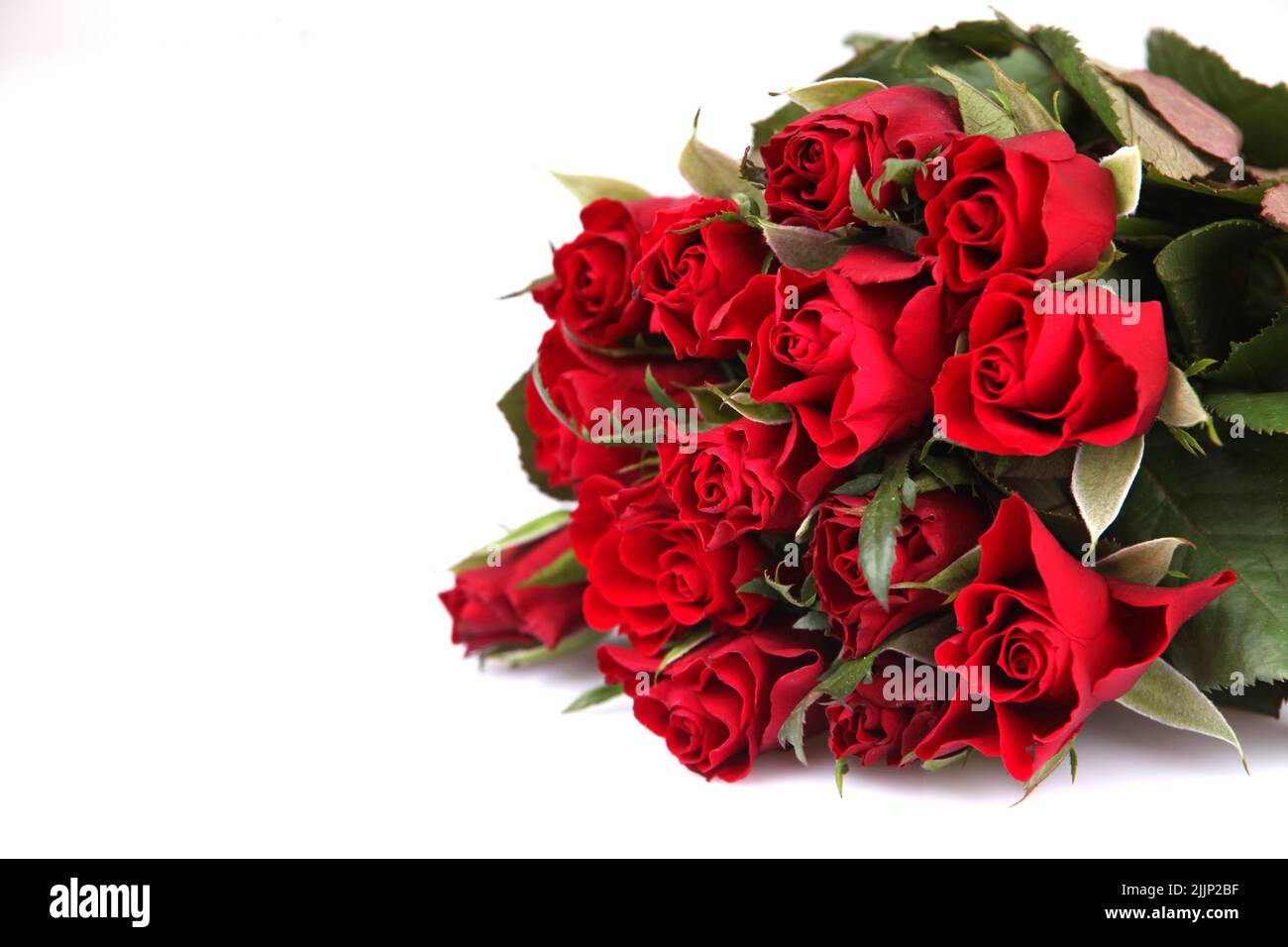 Beautiful red roses white hi-res stock photography and images - Alamy
