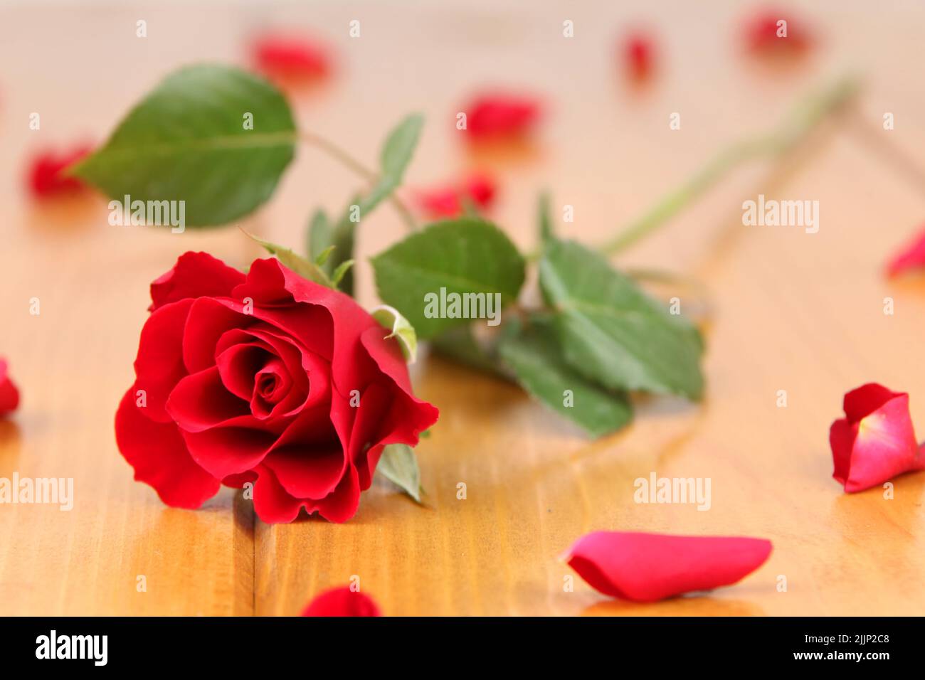 A red rose and lots of petals scattered on the wooden surface for a ...
