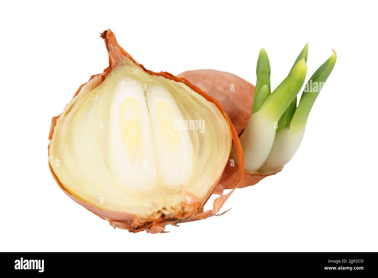 A sprouted whole and half bulbs, on a white background Stock Photo - Alamy