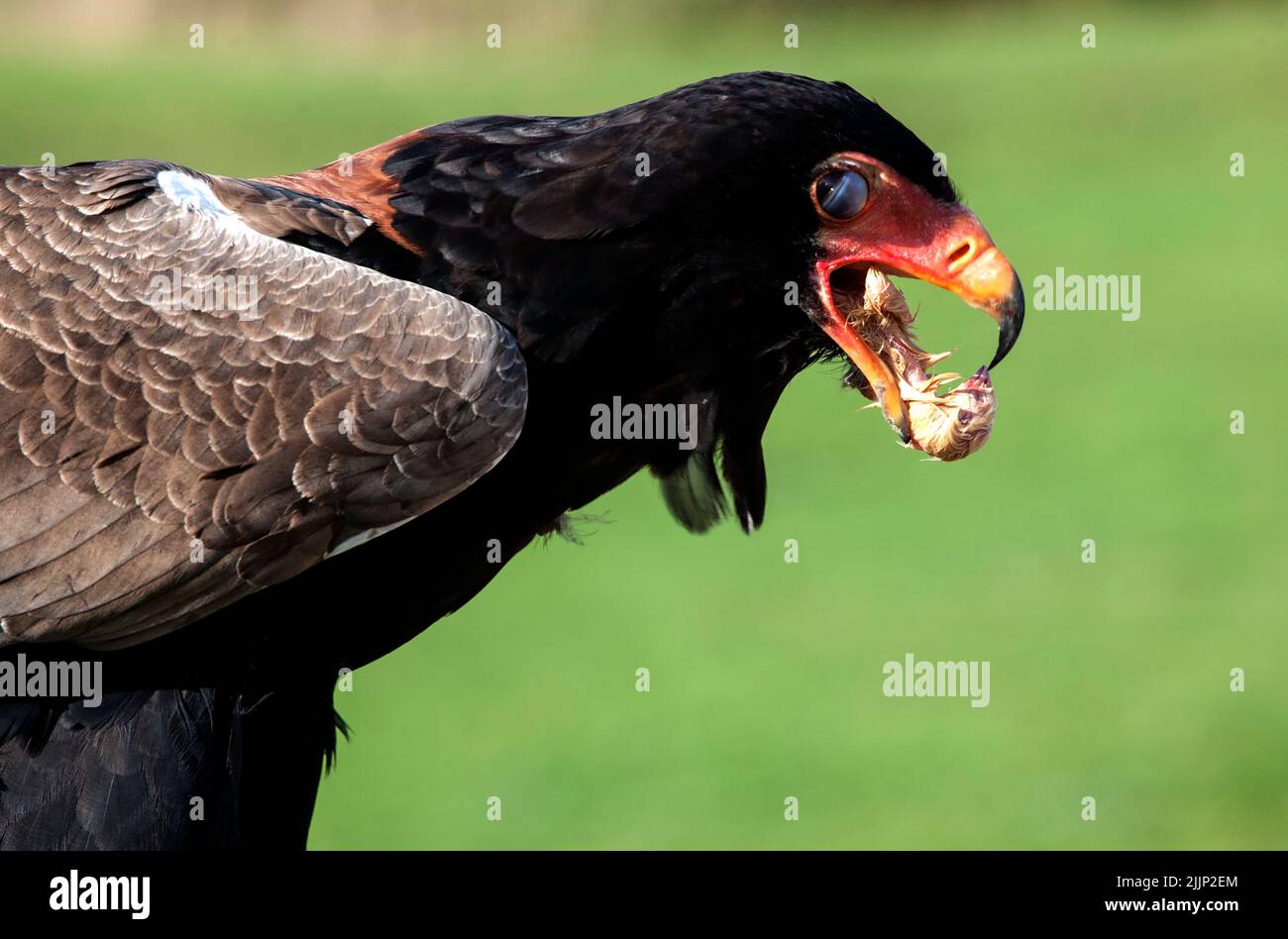 A closeup of an eagle with prey in the mouth on blurred green ...