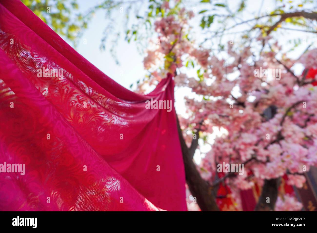 A close-up shot of a red fabric hanging on a cherry blossom tree branch ...