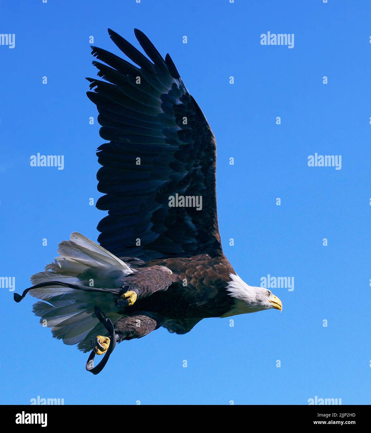 A closeup of a bald eagle carrying the prey with the legs flying in the ...