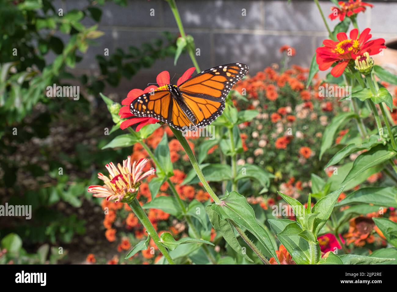 A Monarch Butterfly feeding on a zinnia Stock Photo - Alamy