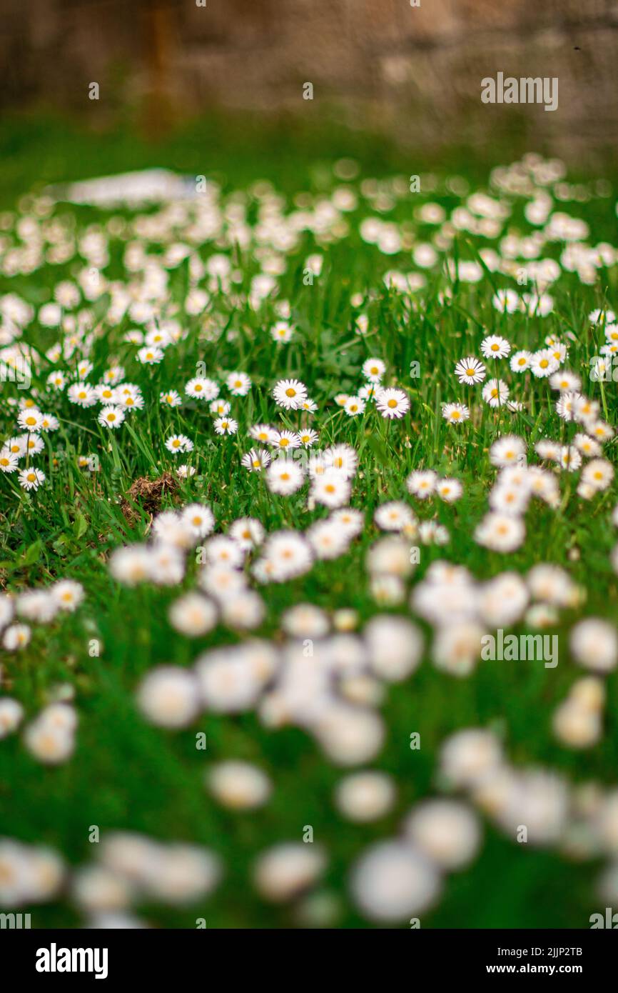 A shallow focus shot of the chamomile flowers in the garden Stock Photo ...
