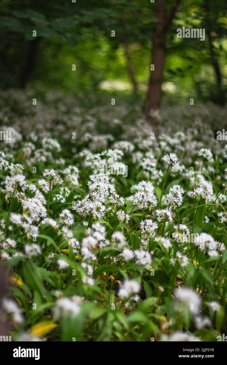 A vertical shot of blooming wild garlic (Allium ursinum) in Linn County ...